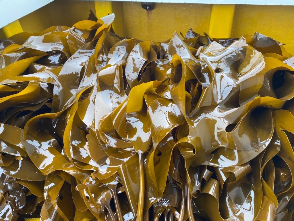 ウニの味を決めるエサ【天然カジメ】